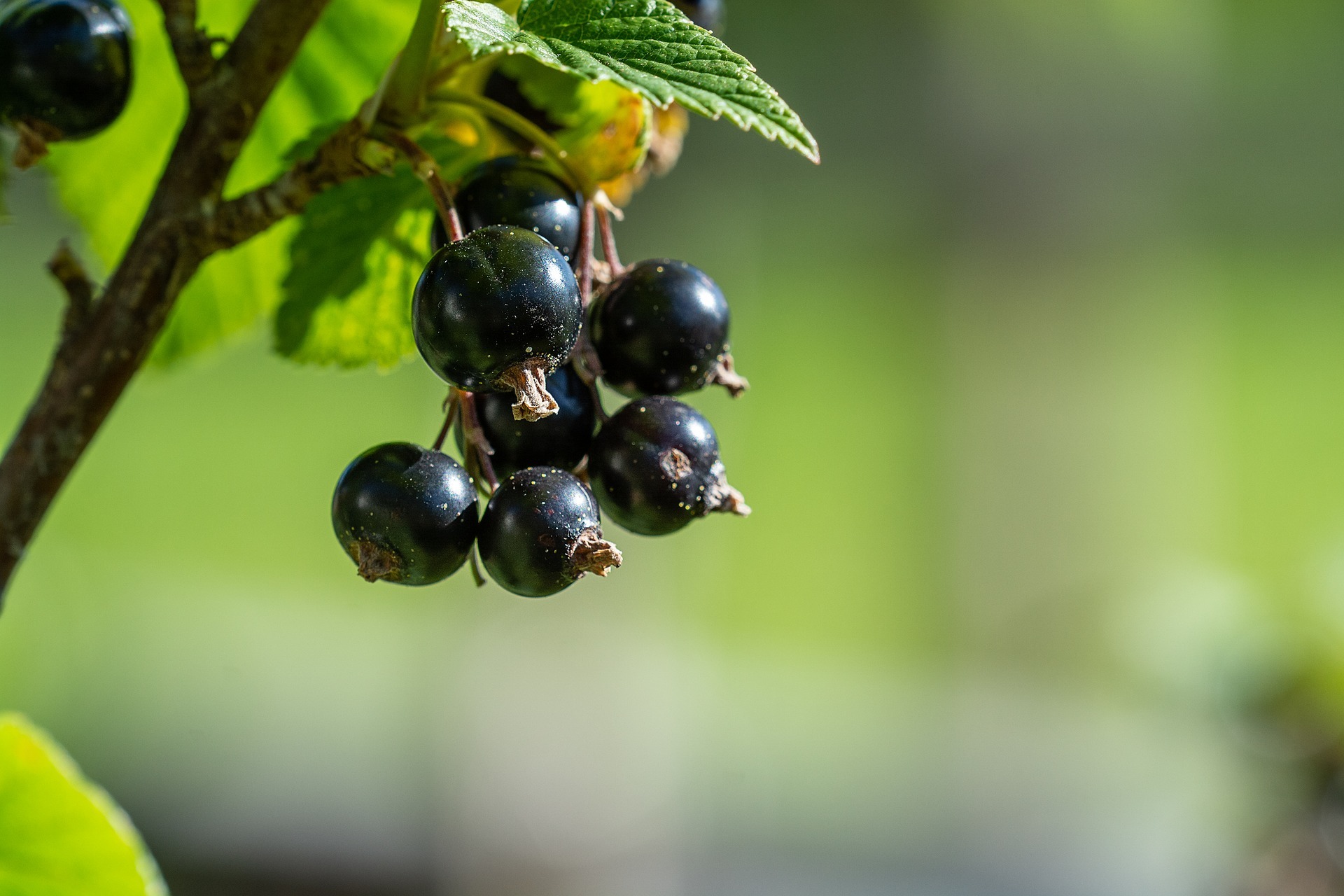 Schwarze Johannisbeere: So klein, so stark!