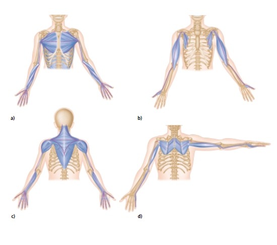 Faszien- Wichtiger Bestandteil eines gesunden Lebens