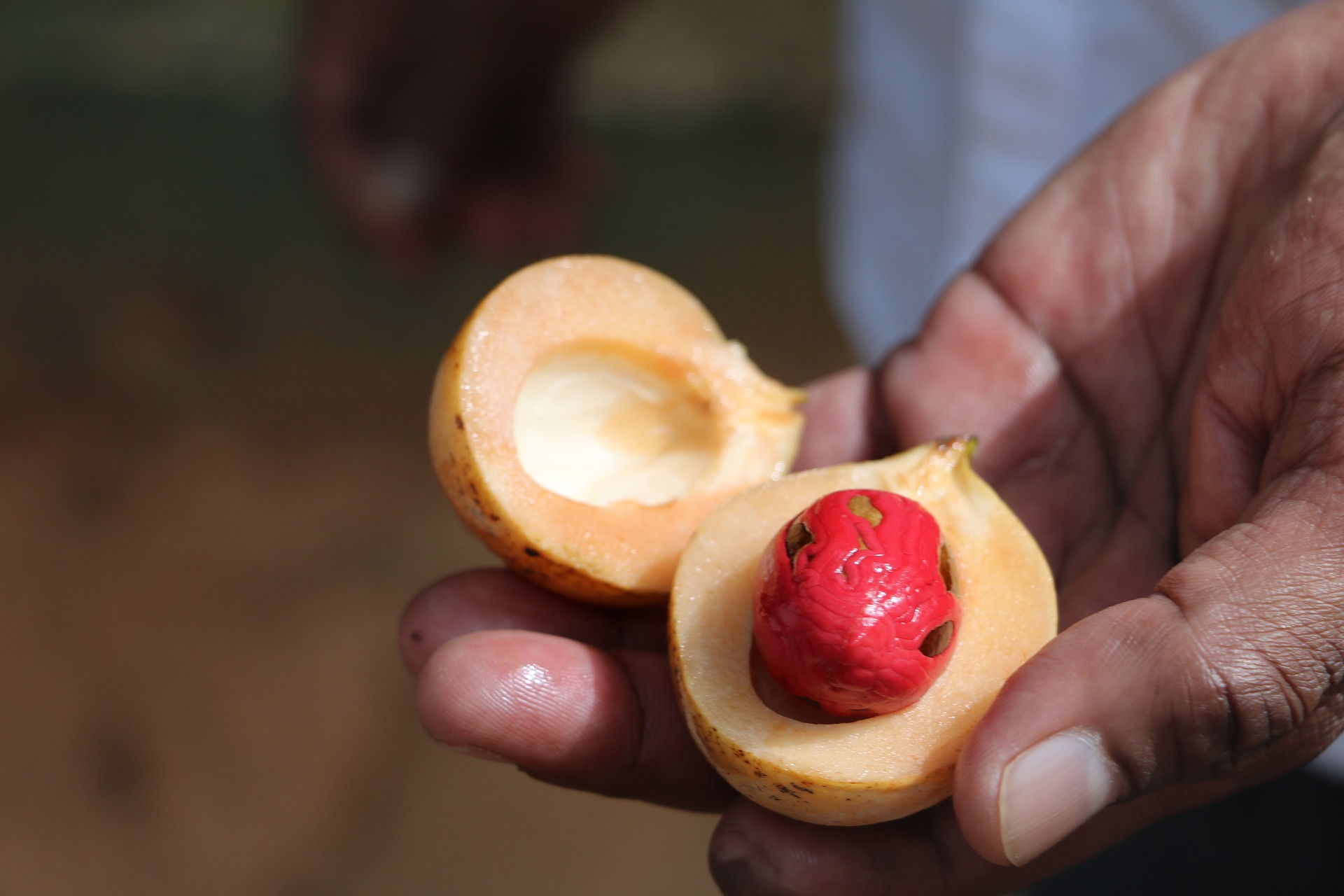 Muskatnuss - Gold Ostindiens » Fachportal-Gesundheit.de