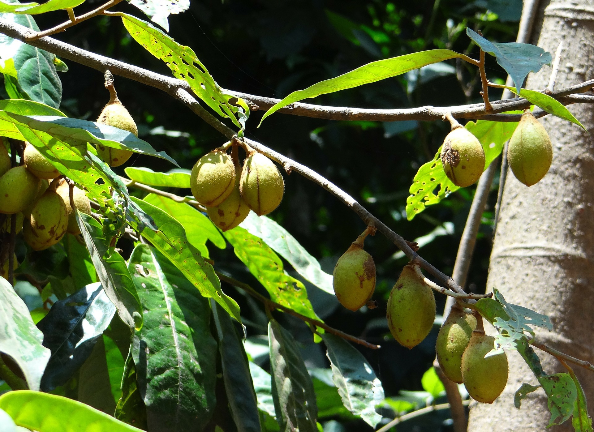 Muskatnuss - Gold Ostindiens » Fachportal-Gesundheit.de
